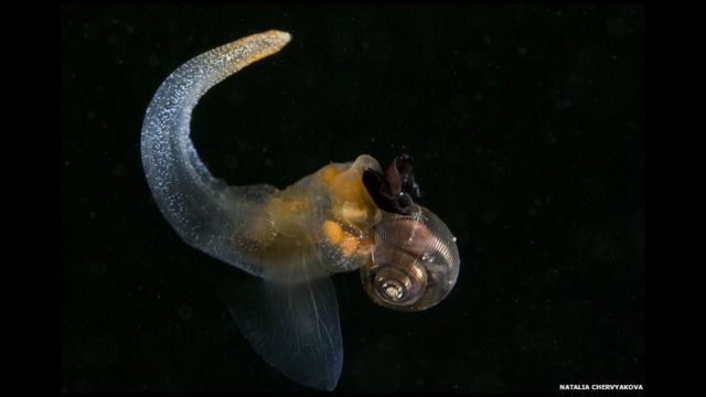 Ángeles y diablos bajo el Ártico - BBC News Mundo