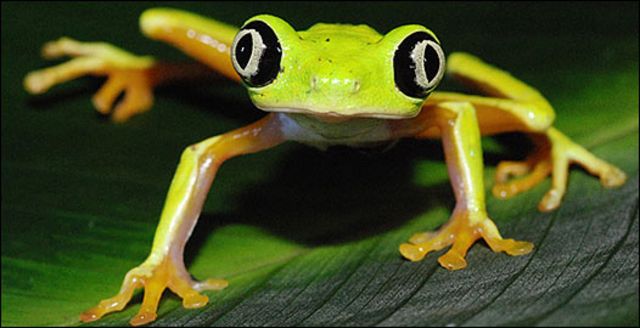 Peligra la población global de anfibios - BBC News Mundo