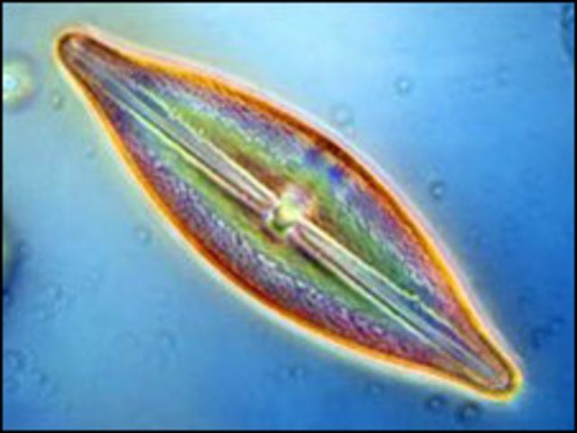 Calentamiento reduce cantidad de fitoplancton - BBC News Mundo