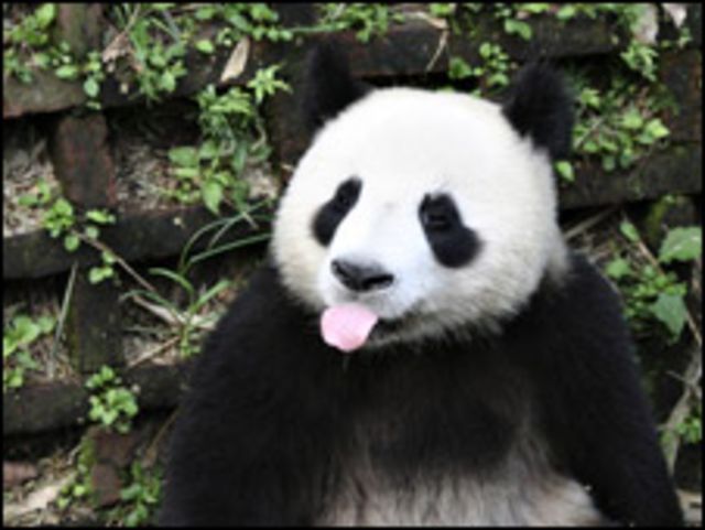 Kifo cha panda wa China chachunguzwa - BBC News Swahili