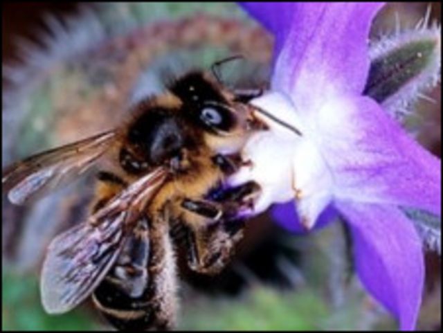 Deretan 48+ Tanaman Bunga Untuk Lebah Kelulut yang Wajib Diketahui ...