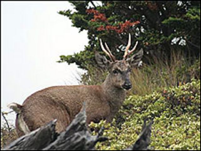 Chile quiere recuperar al huemul, su animal emblemático - BBC News Mundo