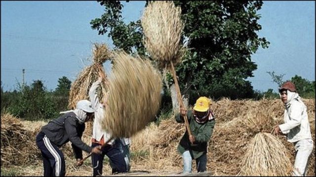 Susunan gen gandum tingkatkan produksi - BBC News Indonesia