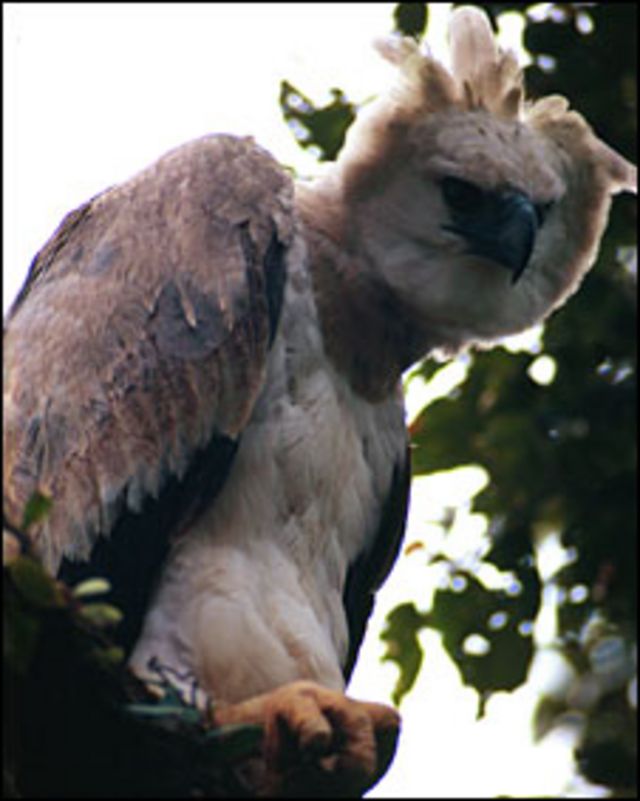 Ecuador: animales emblemáticos en riesgo - BBC News Mundo