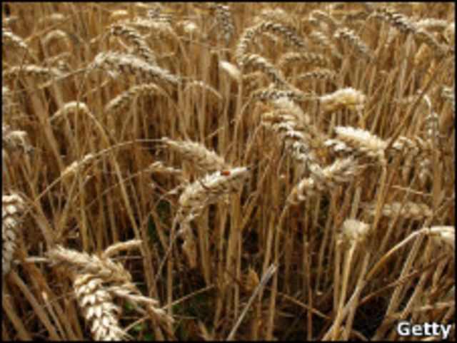 El precio del trigo preocupa a la FAO - BBC News Mundo