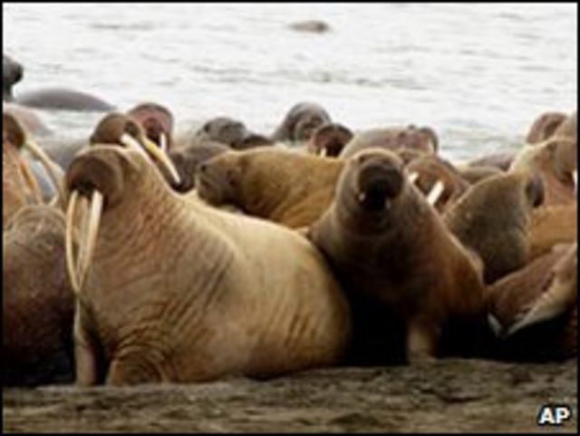 Băng Bắc cực 'tan nhanh' - nhưng không có số liệu - BBC News Tiếng Việt