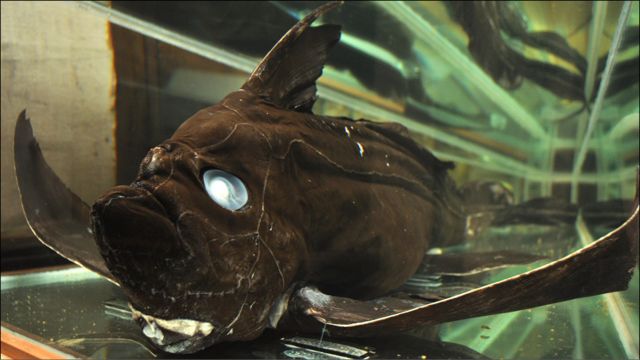 En fotos: los extraños habitantes del océano profundo - BBC News Mundo