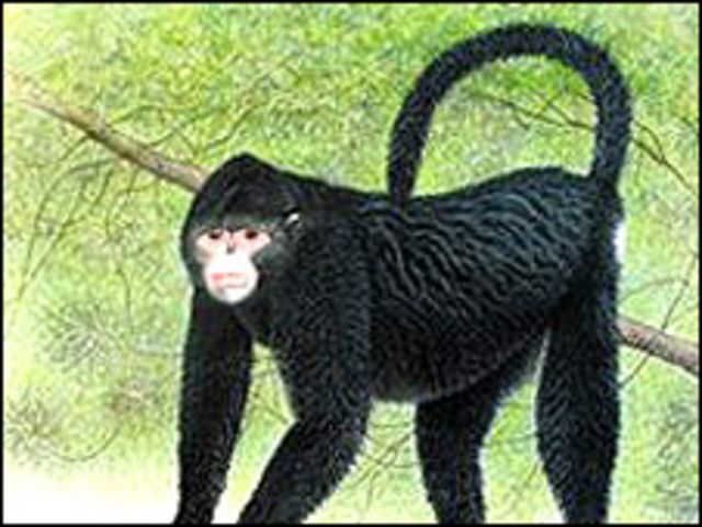 Descubren nueva especie de mono en Birmania - BBC News Mundo