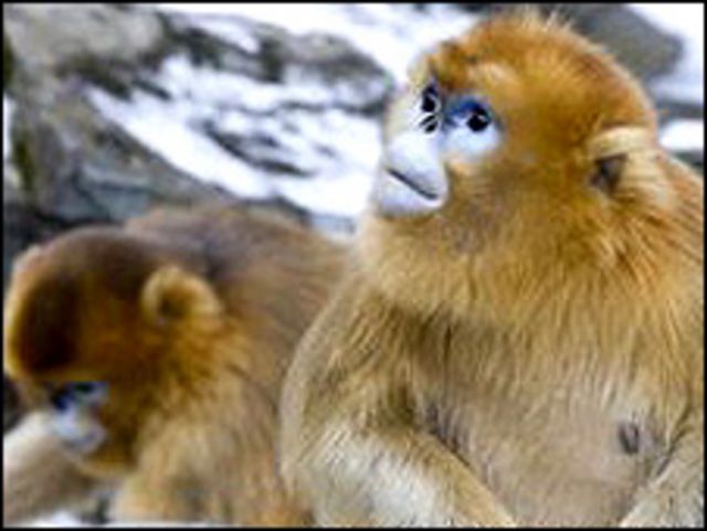 Descubren nueva especie de mono en Birmania - BBC News Mundo
