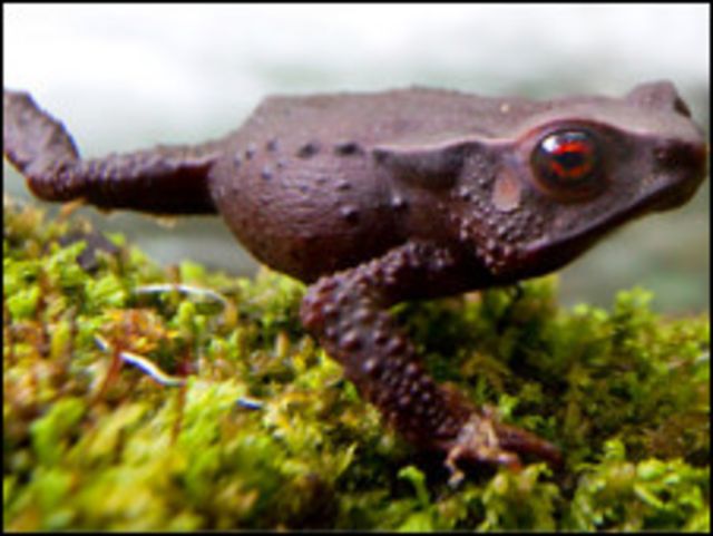 Cientistas identificam três novas espécies de sapos na Colômbia - BBC ...