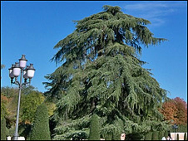 El árbol más antiguo de Madrid es mexicano - BBC News Mundo