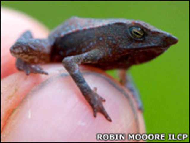 Colombia: encuentran a la rana "rubí" y otras dos nuevas especies - BBC ...