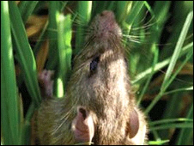 Descubren la causa de la inundación de ratas en Asia - BBC News Mundo