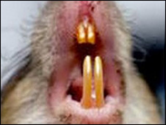 Serangan tikus India - BBC News Indonesia