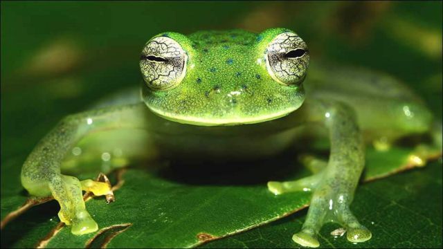 Anfibios de Colombia: guardianes del planeta - BBC News Mundo