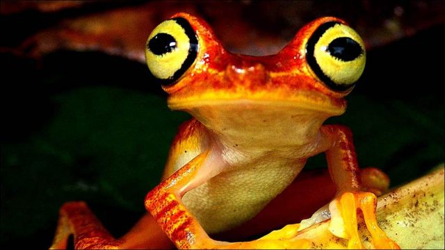Anfibios de Colombia: guardianes del planeta - BBC News Mundo