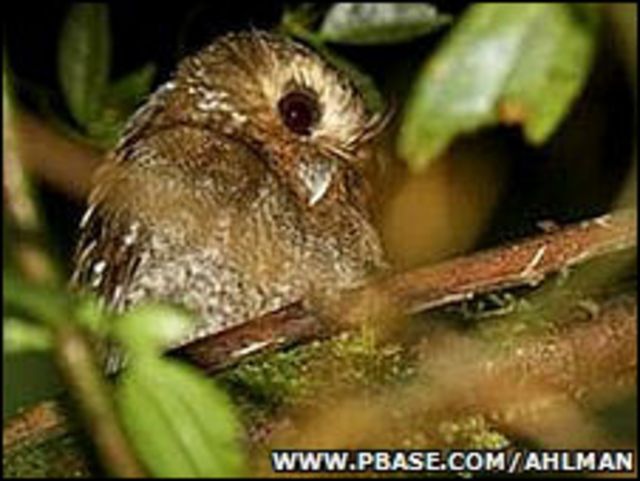 Búho bigotudo es visto en Perú después de 26 años - BBC News Mundo