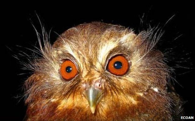 Búho bigotudo es visto en Perú después de 26 años - BBC News Mundo