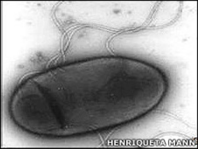 "Nueva vida" en los restos del Titanic - BBC News Mundo