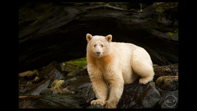 En fotos: los últimos osos Espíritu - BBC News Mundo
