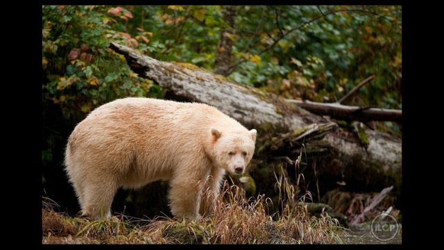 En fotos: los últimos osos Espíritu - BBC News Mundo