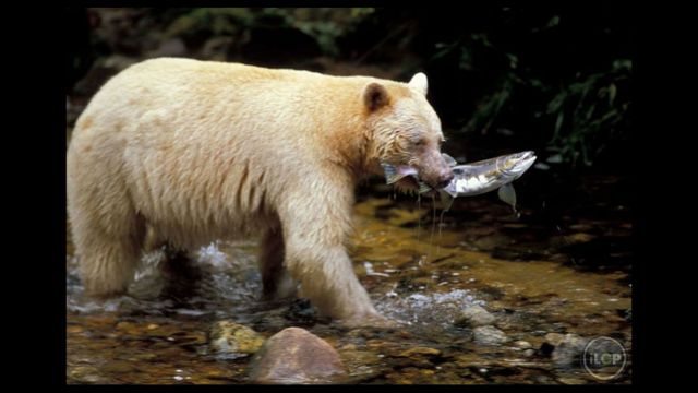 En fotos: los últimos osos Espíritu - BBC News Mundo