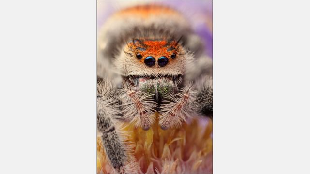 En fotos: los insectos alienígenas - BBC News Mundo