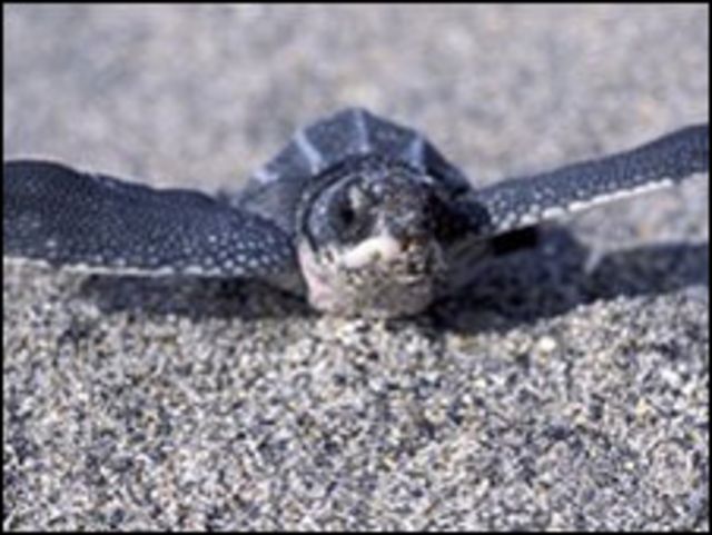 Revelan los viajes secretos de las tortugas laúd - BBC News Mundo