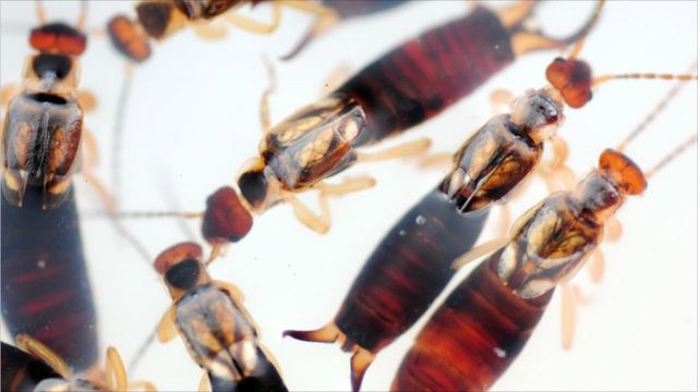 Côn trùng - BBC News Tiếng Việt