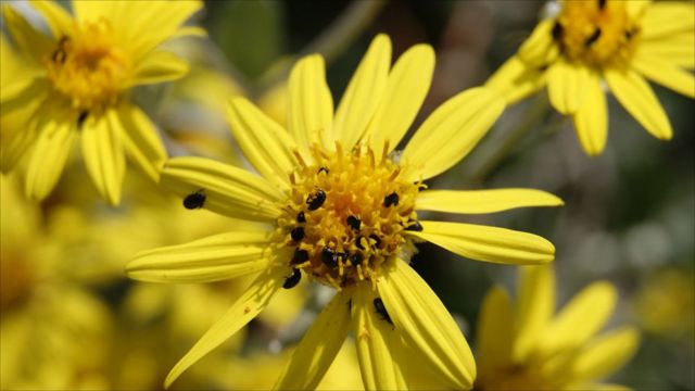 Côn trùng - BBC News Tiếng Việt