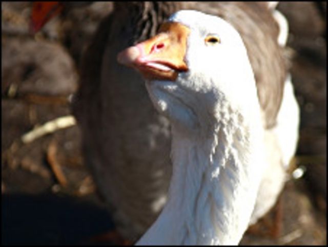 La gansa que se enamoró del vendedor. - BBC News Mundo