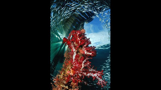 La majestuosidad del fondo submarino - BBC News Mundo