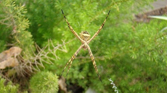 En fotos: recorriendo el mundo en cuatro patas - BBC News Mundo