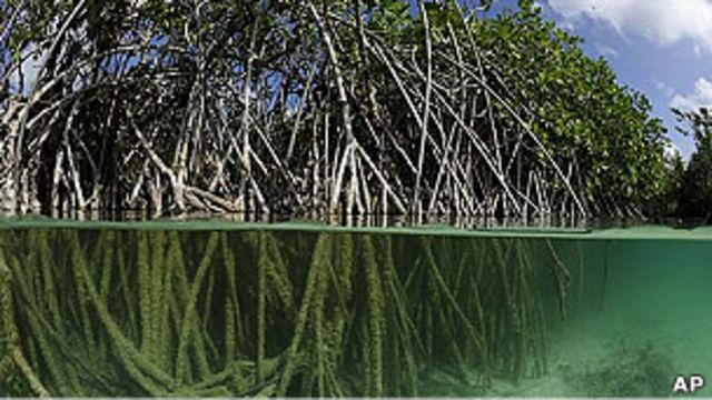 Manglares: un escudo natural contra el cambio climático - BBC News Mundo
