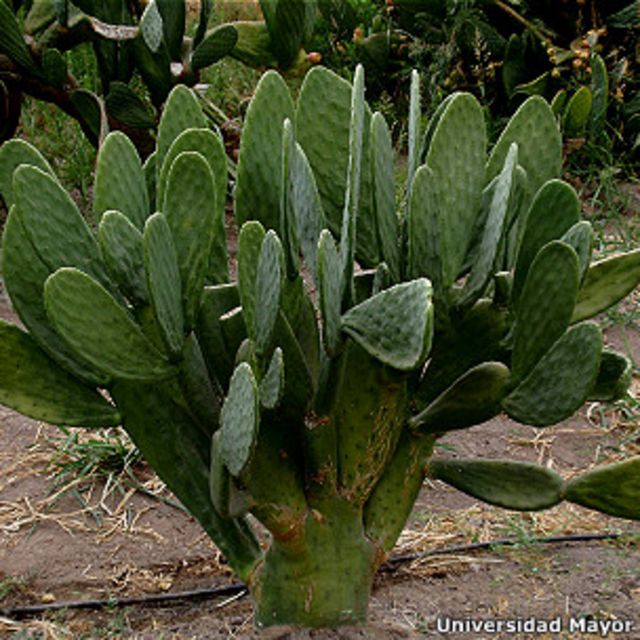 Chile busca producir energía del nopal - BBC News Mundo