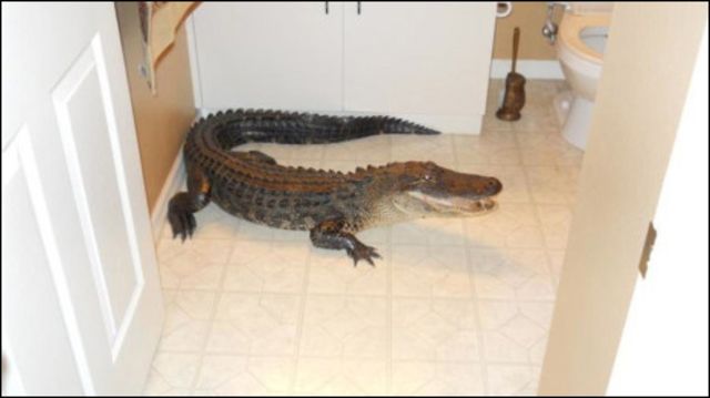 Americana é surpreendida por jacaré de boca aberta no banheiro - BBC ...