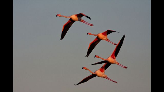 En fotos: Las aves que viajan por América - BBC News Mundo