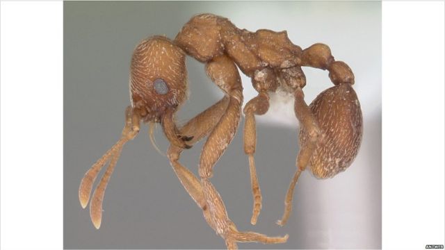 Semut dunia dalam gambar 3D - BBC News Indonesia