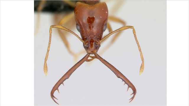 Semut dunia dalam gambar 3D - BBC News Indonesia