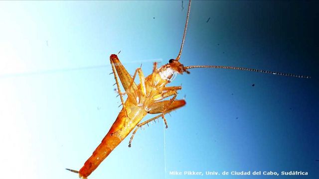 En fotos: las diez nuevas especies más espectaculares - BBC News Mundo