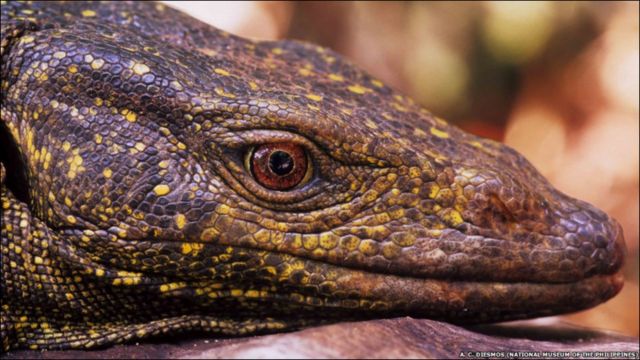 Mười loài động thực vật mới nhất - BBC News Tiếng Việt