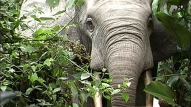 El elefante africano del bosque, en grave peligro - BBC News Mundo