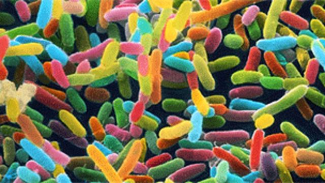 Los humanos también somos microbios - BBC News Mundo