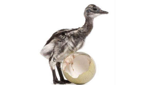 Fotógrafo registra imagens de filhotes de aves logo após nascimento ...