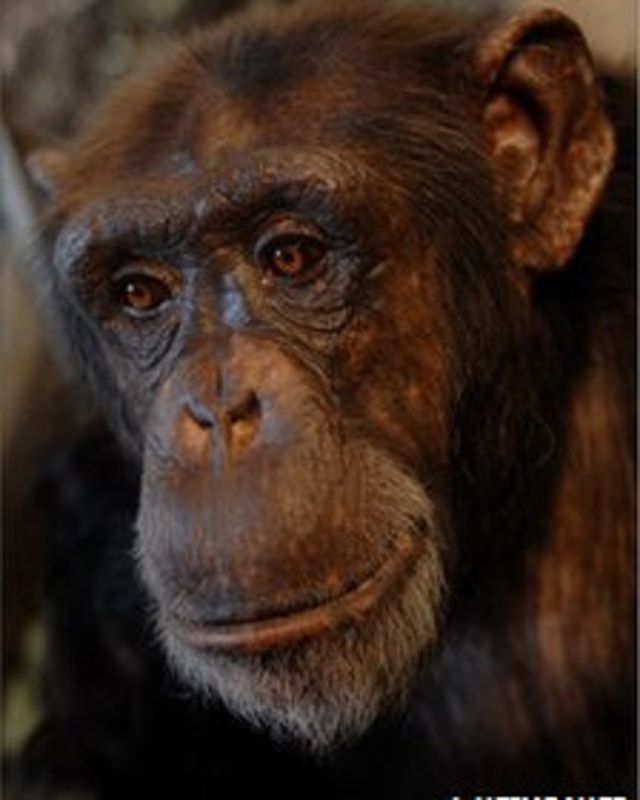 Simpanse bisa mengenal suara sintetis - BBC News Indonesia