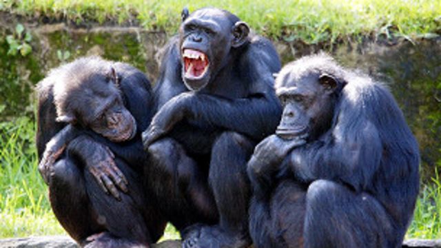 Los simios que se enferman del corazón en el zoológico - BBC News Mundo