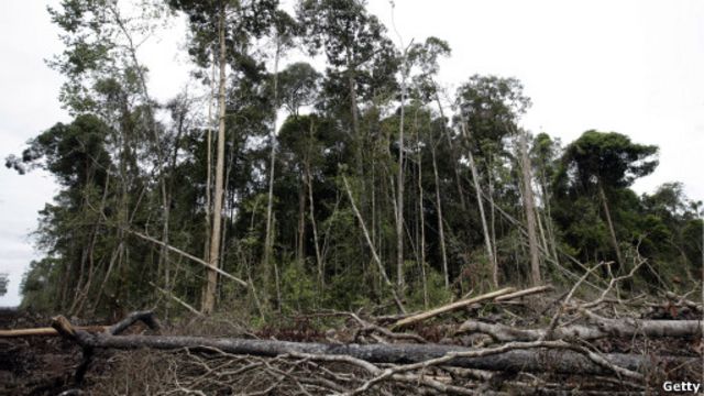 Deforestasi Indonesia 'kalahkan' Brasil - BBC News Indonesia