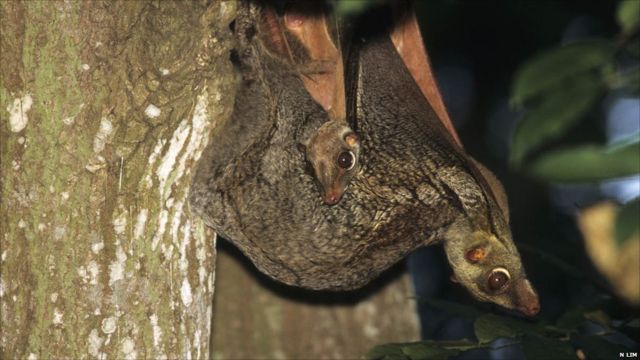 En fotos: tras la energía del lémur volador - BBC News Mundo