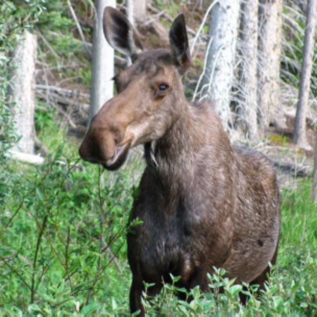 Alce fêmea usa gemidos para 'manipular' machos - BBC News Brasil