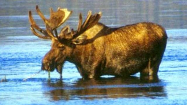 Alce fêmea usa gemidos para 'manipular' machos - BBC News Brasil